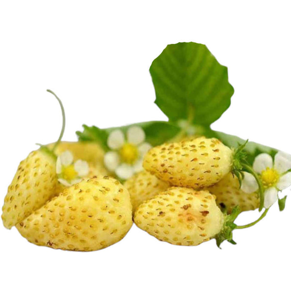 Fraise Alpine Yellow Wonder Ancestrale – Joual Vert