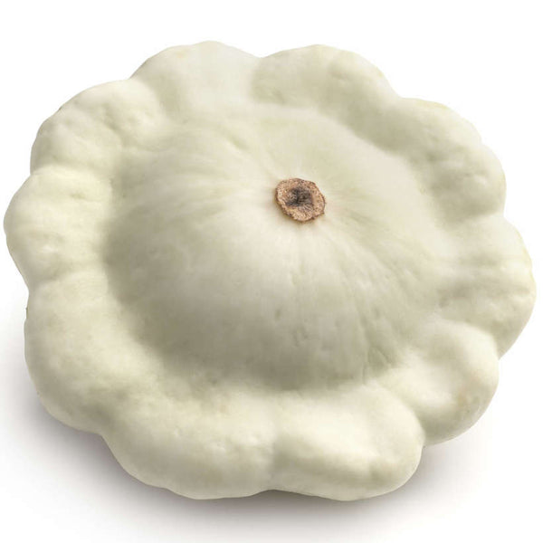 Courge Pâtisson Blanc Ancestral – Joual Vert